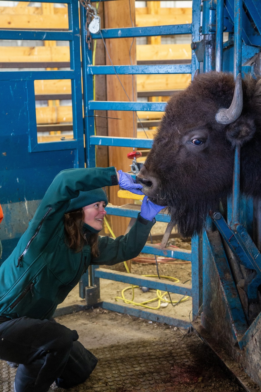 Bison return to old stomping grounds in Batoche - WestCentralOnline: West Central Saskatchewan's ...